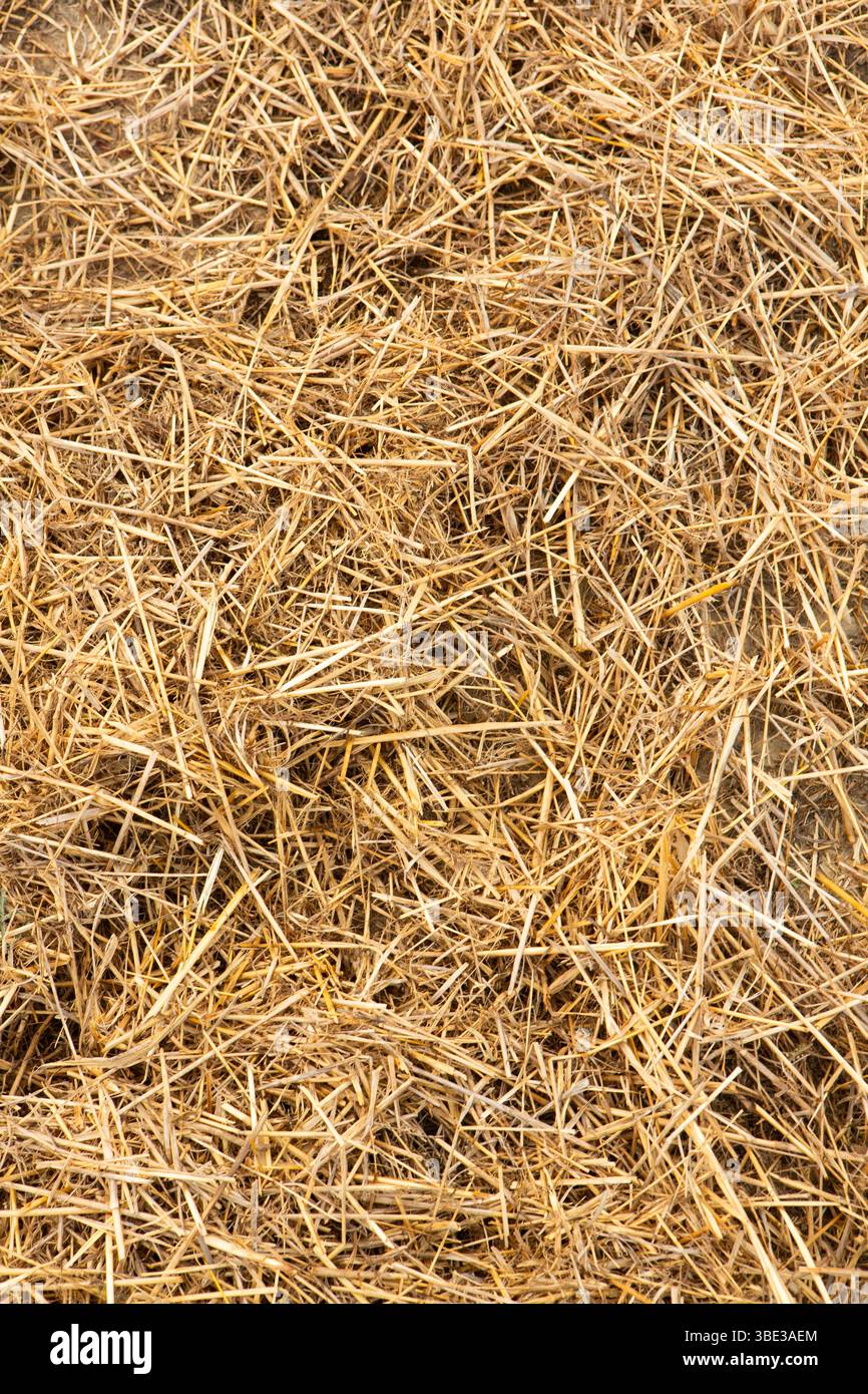 Golden dry straw texture creating a rustic natural background Stock ...