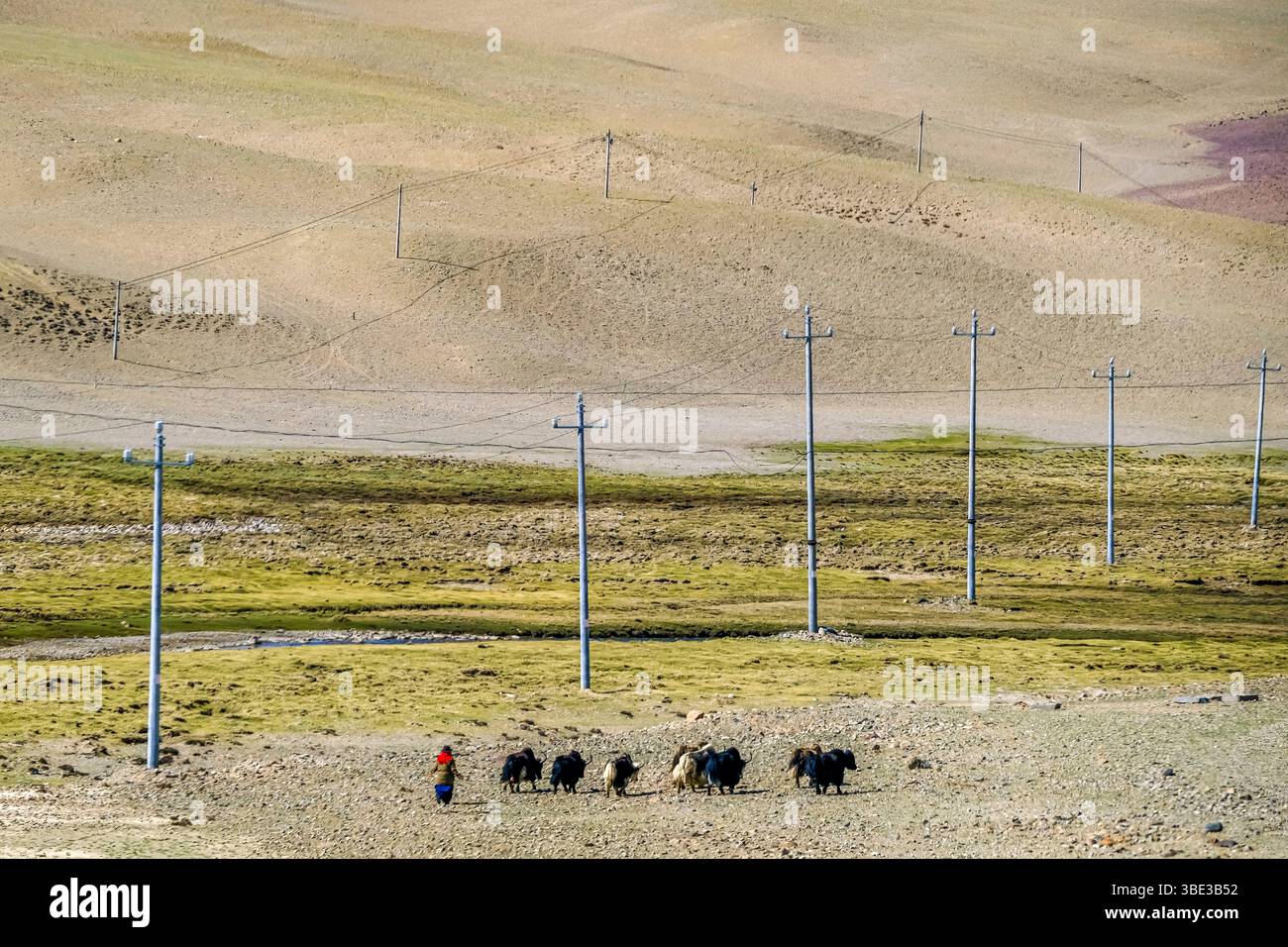 China, Tibet Autonomous Region, Chang Thang Plateau, Tibetan woman and ...