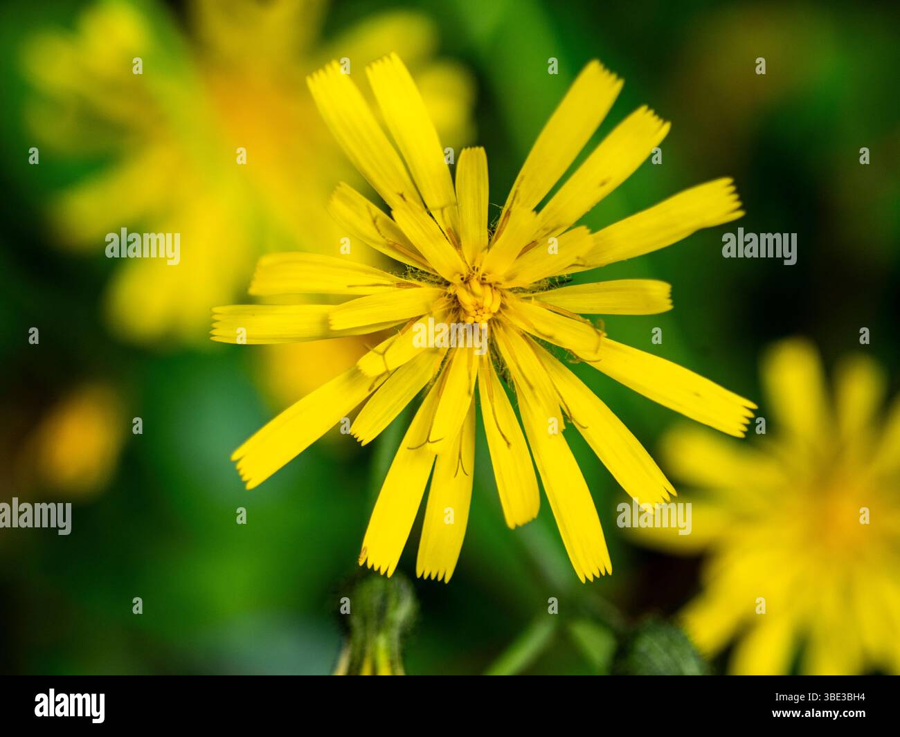The yellow flower of the forest hawkweed (Hieracium murorum ...