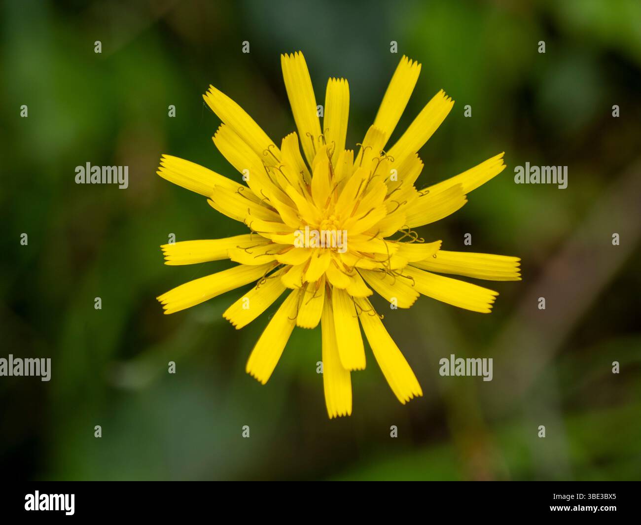 The yellow flower of the forest hawkweed (Hieracium murorum ...