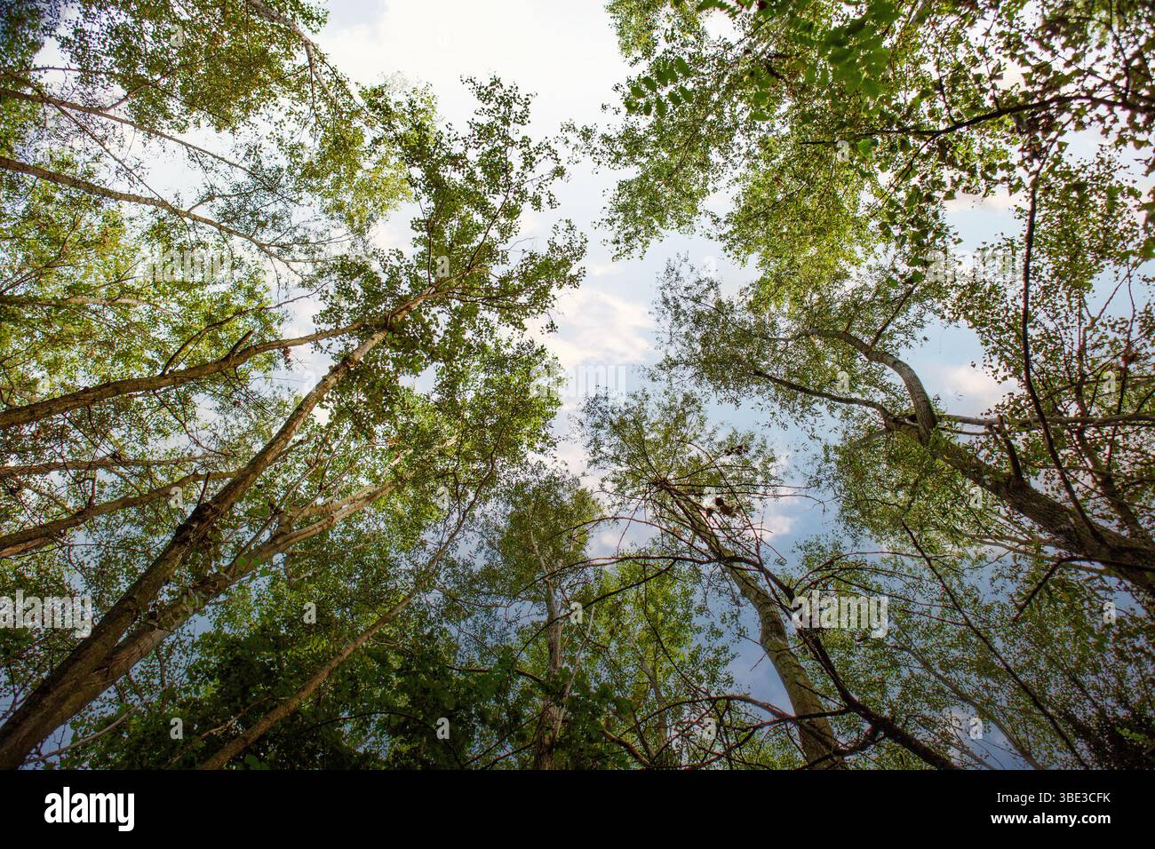 Nature perspective under dense green canopy with abundant foliage Stock ...