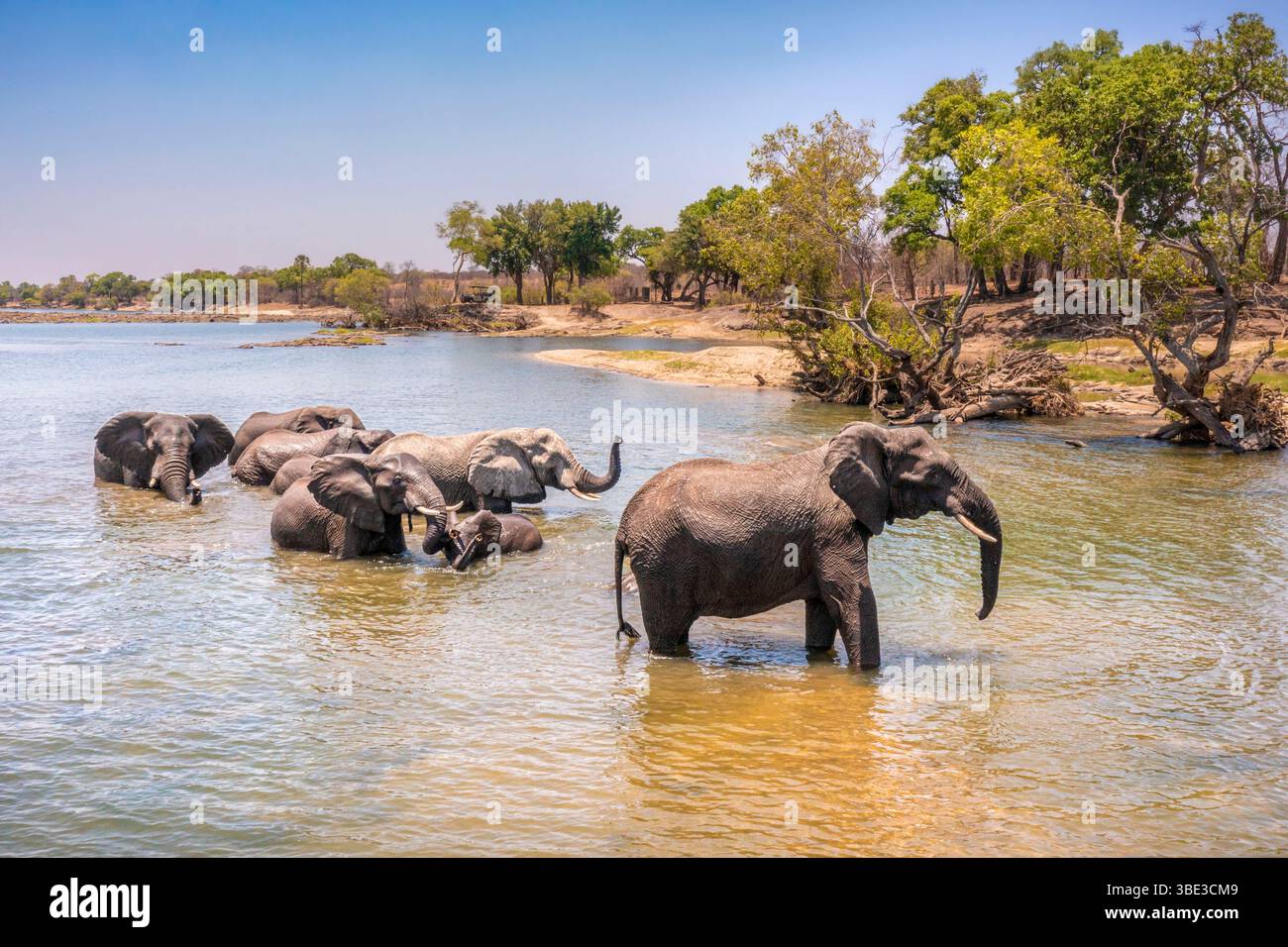 Zimbabwe, Matabeleland septentrional province, Hwange district, African ...