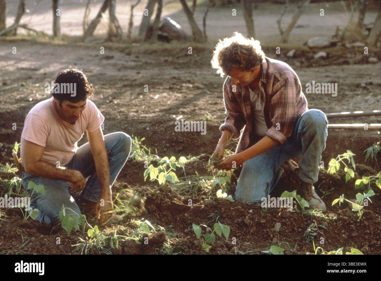 The Milagro Beanfield War Year : 1988 USA Directed by Robert Redford ...