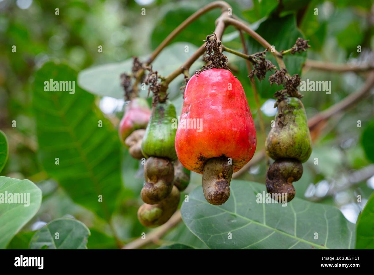 Thailand, Ranong province, Ko Chang island (or little Ko Chang ...