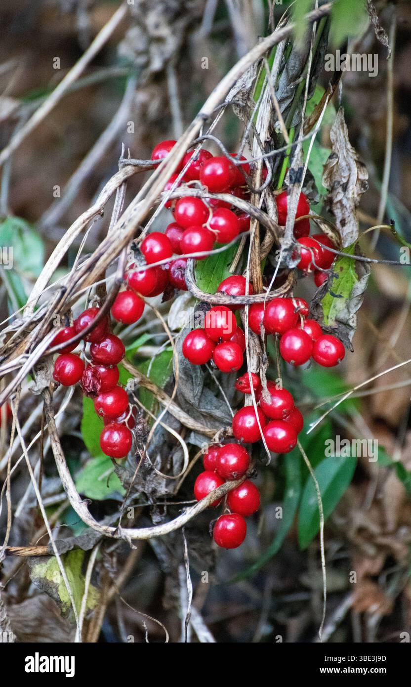 cluster, beauty, ecosystem, woodland, flora, danger, branch, red, wild ...