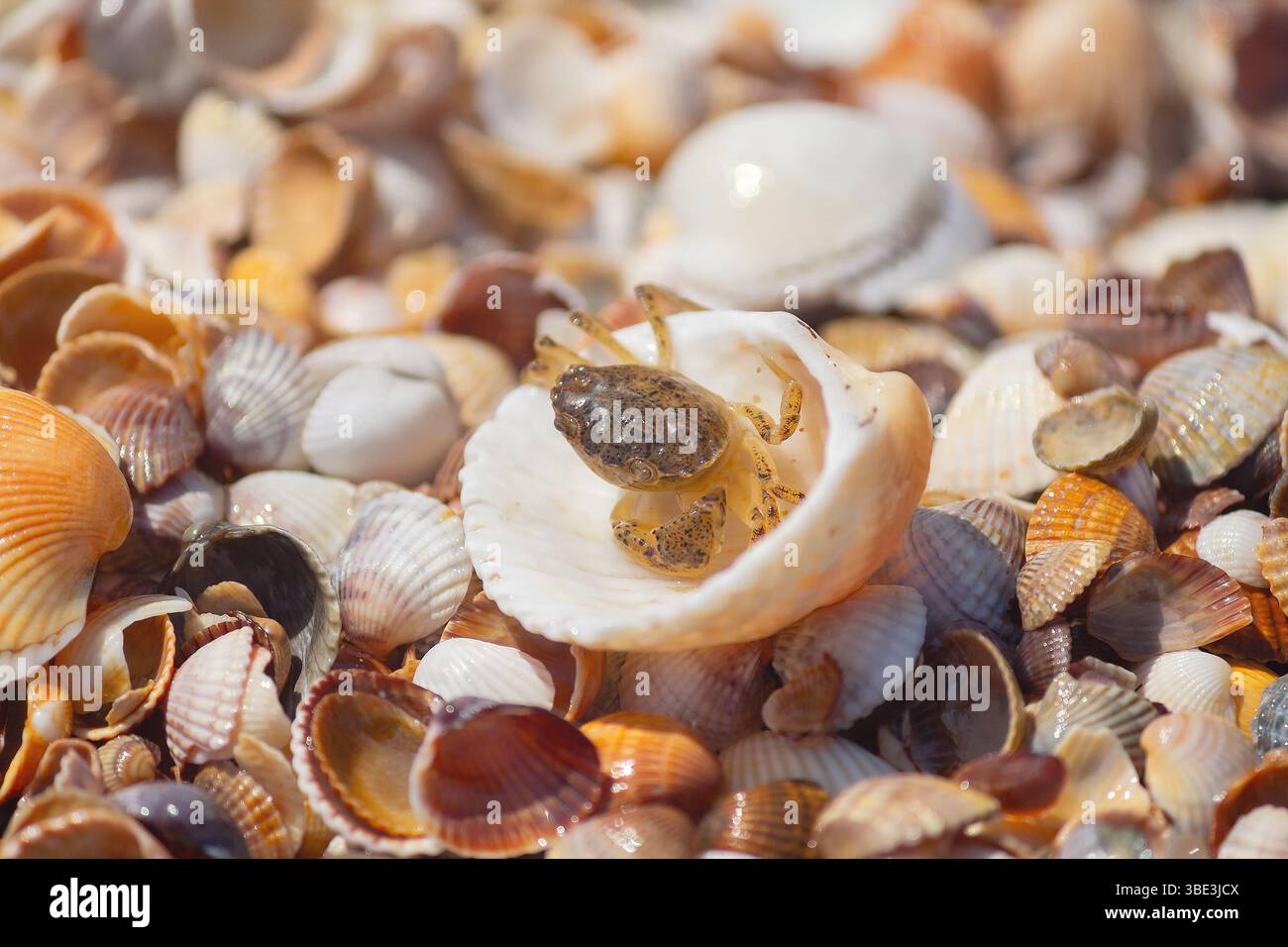 Little crab in a shell on a sea beach. Animal Stock Photo - Alamy