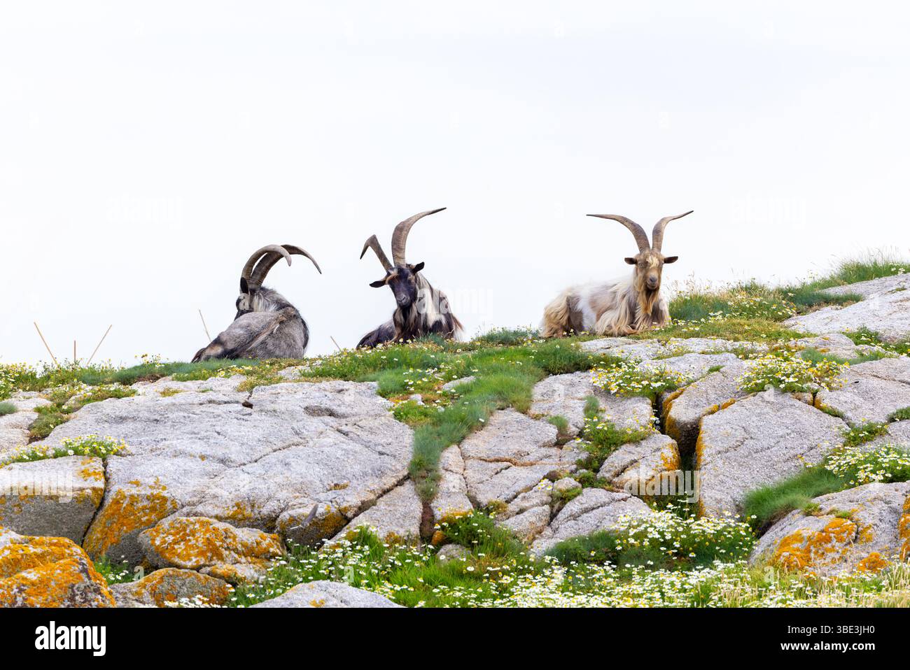 Wild goats on Dalkey Island. Three animals "Capra aegagrus" with big ...