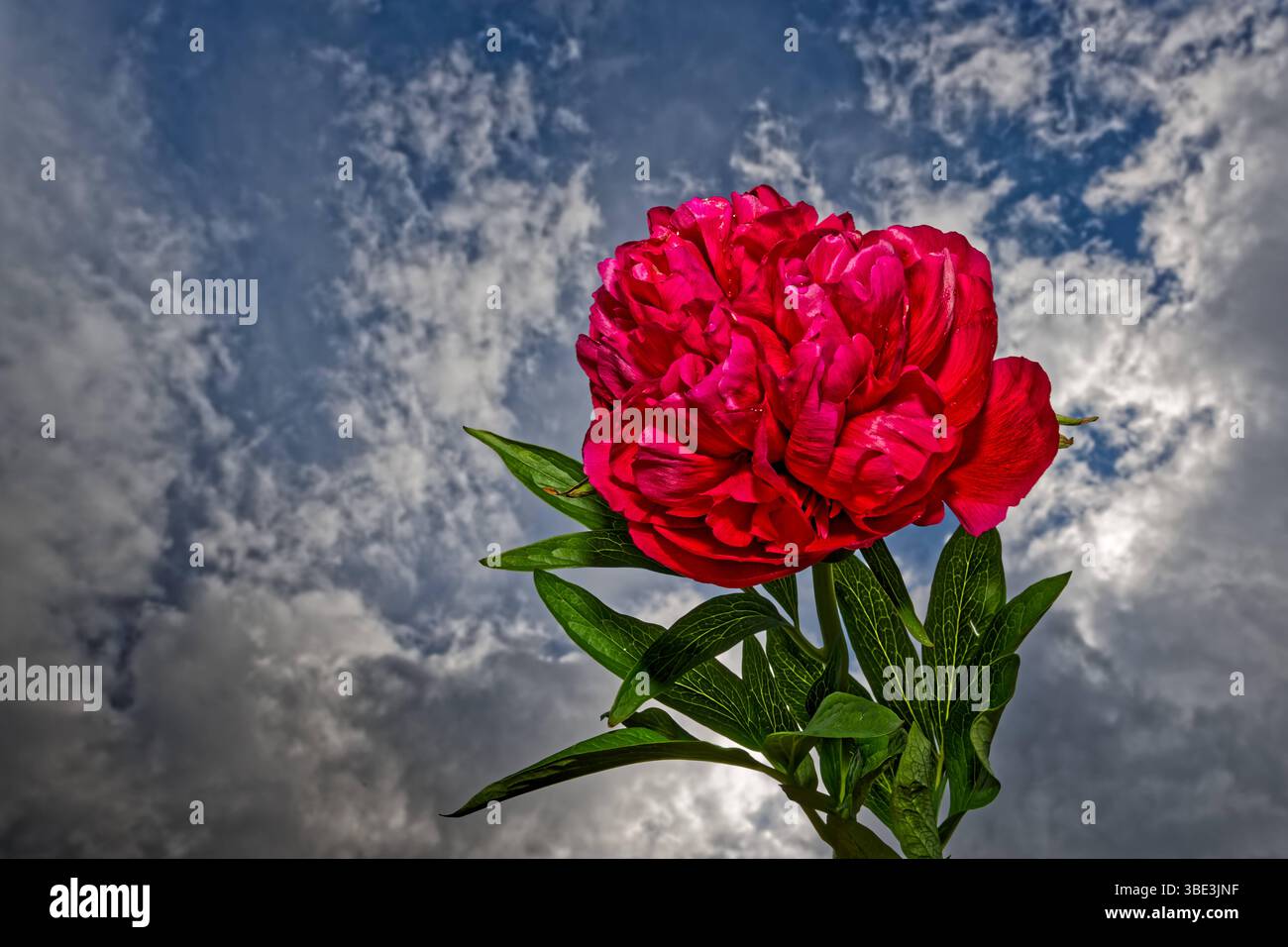 Grau oder blau , wie wird das Wetter über Pfingsten Die Pfingstrose ...