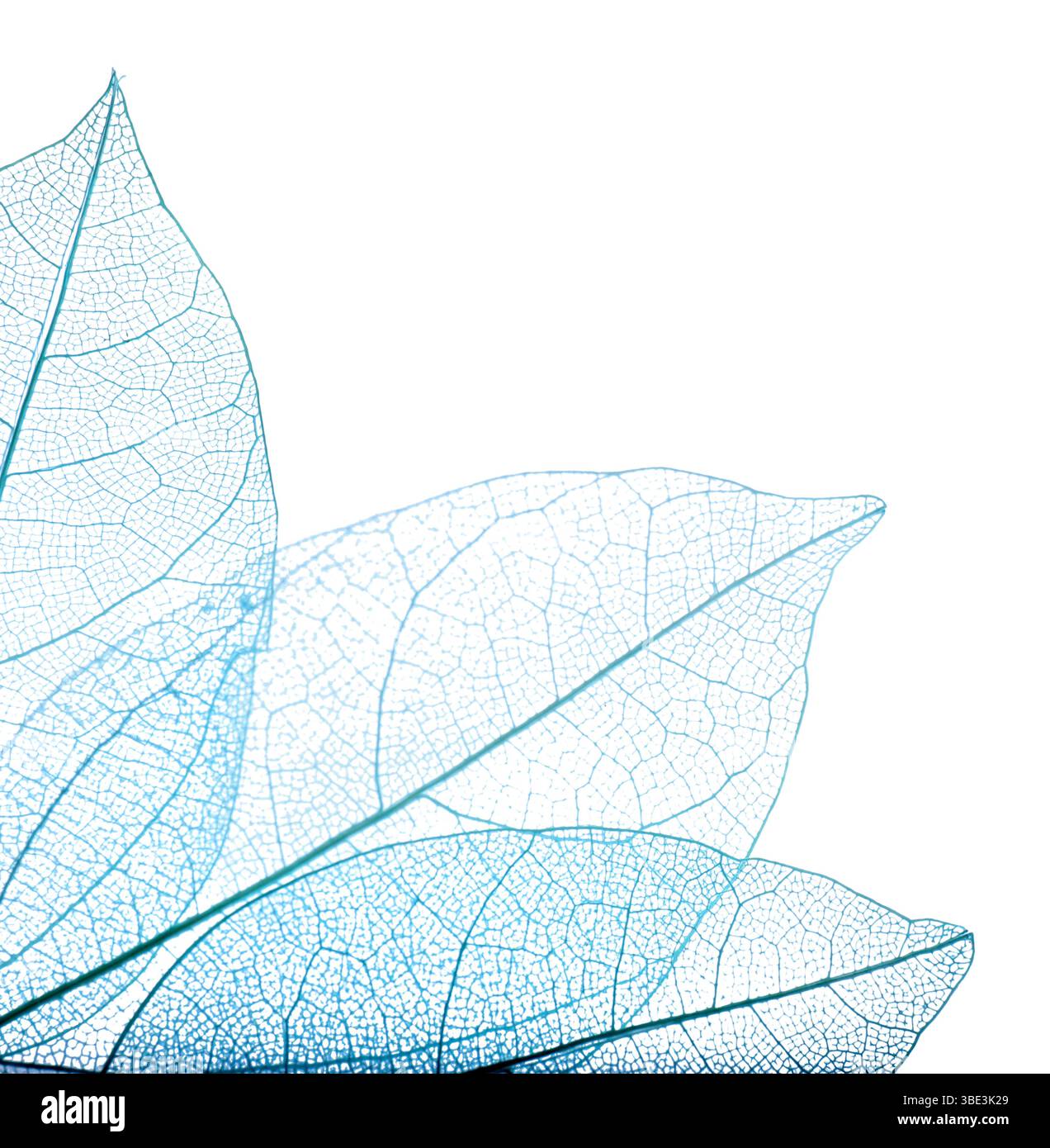 Beautiful skeletonized leaves isolated on white, top view Stock Photo ...