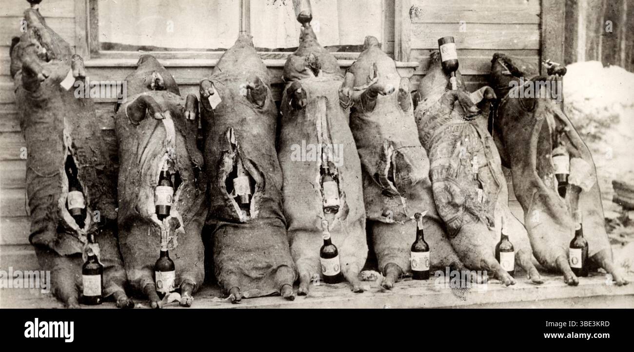 Row of slaughtered pigs in which attempts were made to smuggle liquor ...