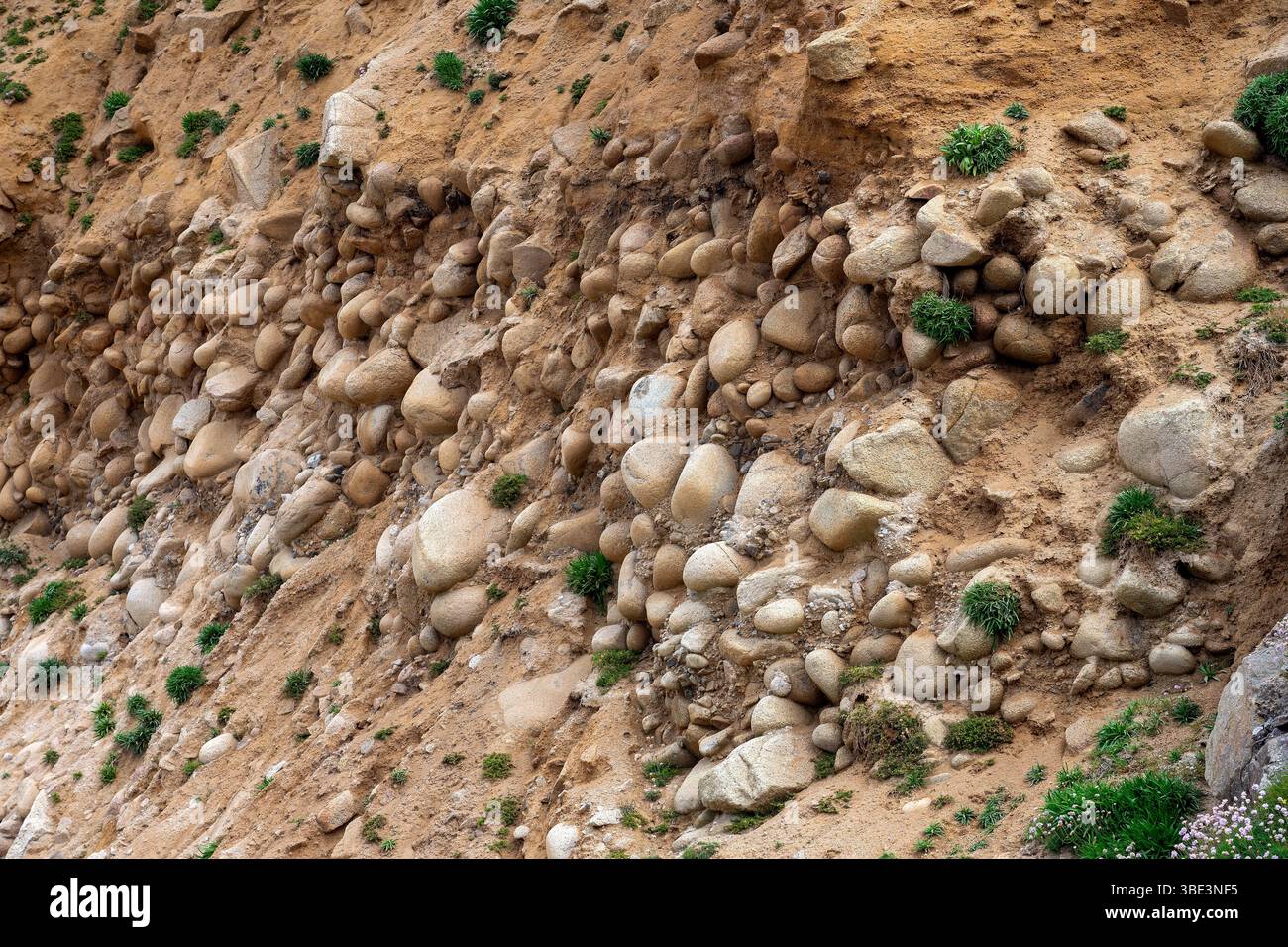 Cornwall UK Porth Nanven Geology Raised Beach Stock Photo - Alamy
