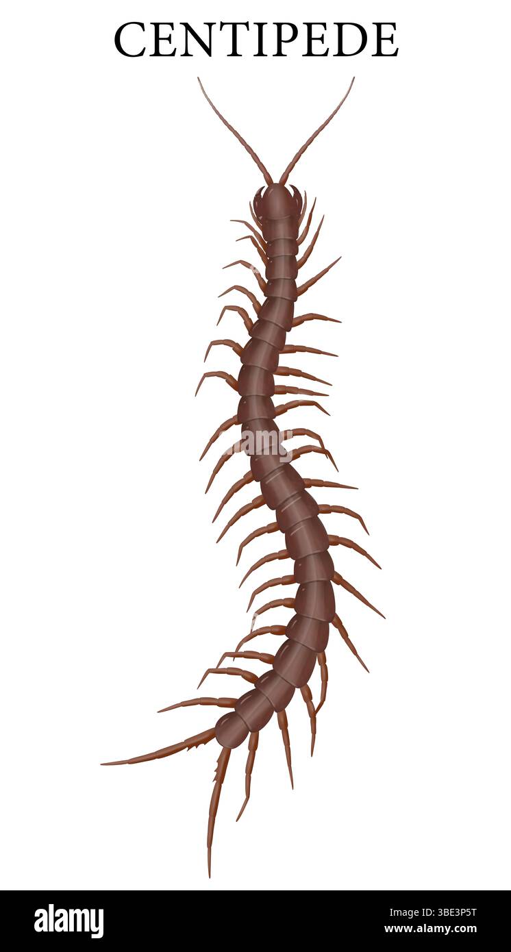 Illustration of a small insect with many legs, the centipede Stock ...