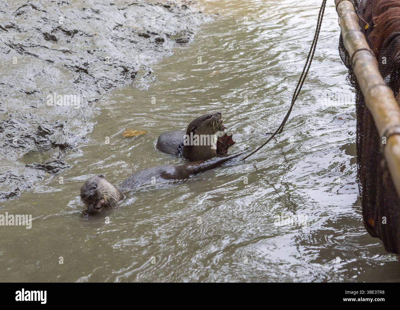 Bangladeshi fishermen use otters to fish in the Sundarbans, Khulna Division, Narail, Bangladesh ...