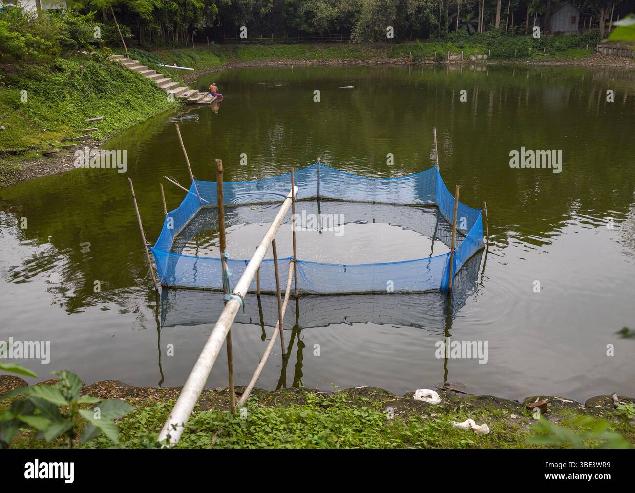 Fish farming in a lake, Dhaka Division, Delduar, Bangladesh Stock Photo ...