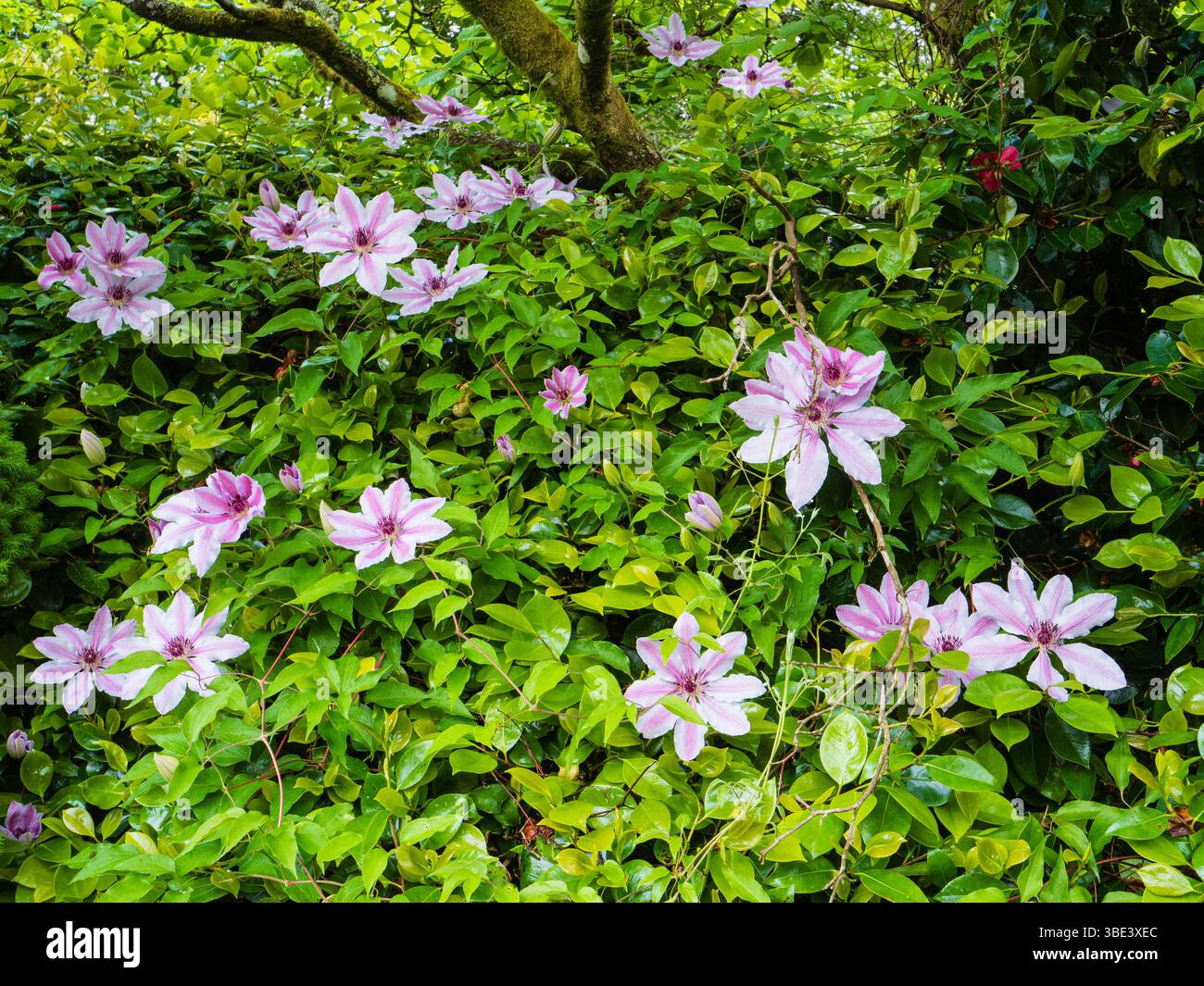 Late spring dark banded pibk flowers of the hardy climber, Clematis ...