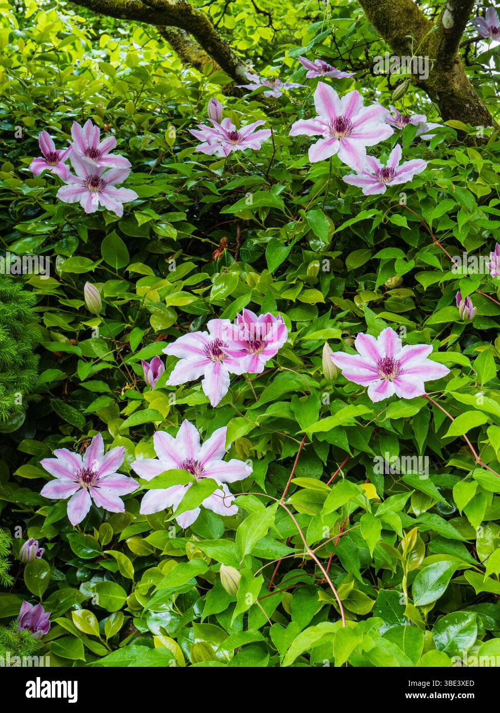 Late spring dark banded pibk flowers of the hardy climber, Clematis ...