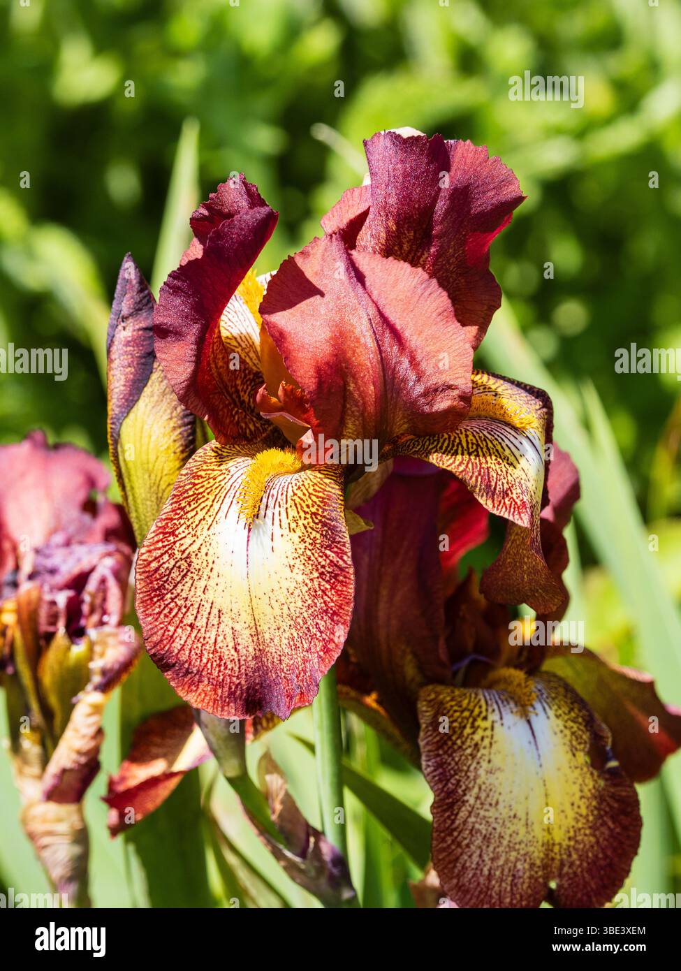 Late spring lower of the historic Tall Bearded Iris 'Kent Pride ...