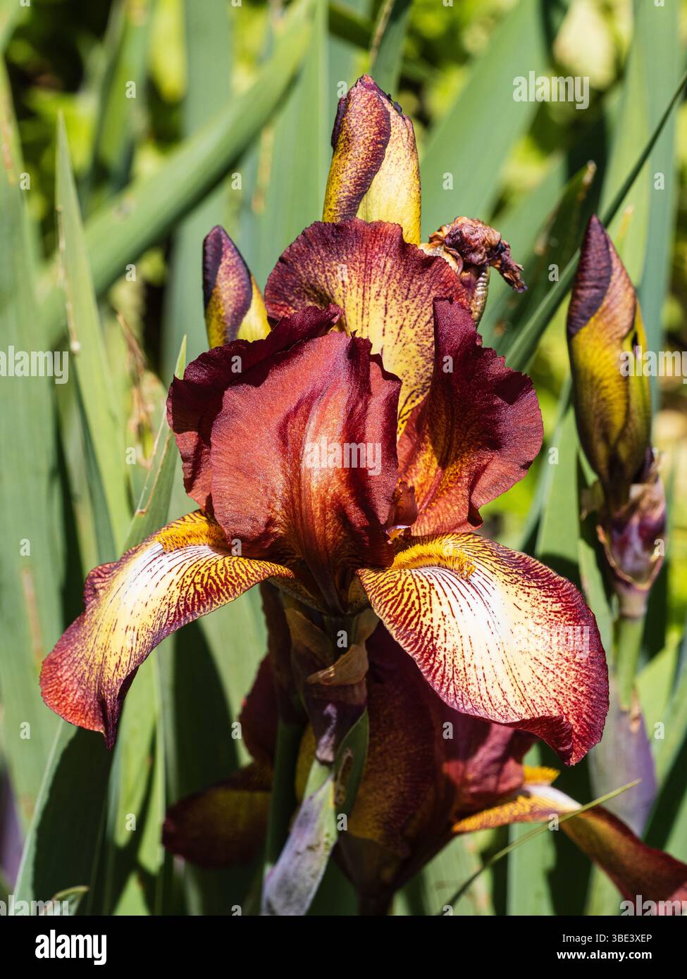 Late spring lower of the historic Tall Bearded Iris 'Kent Pride ...
