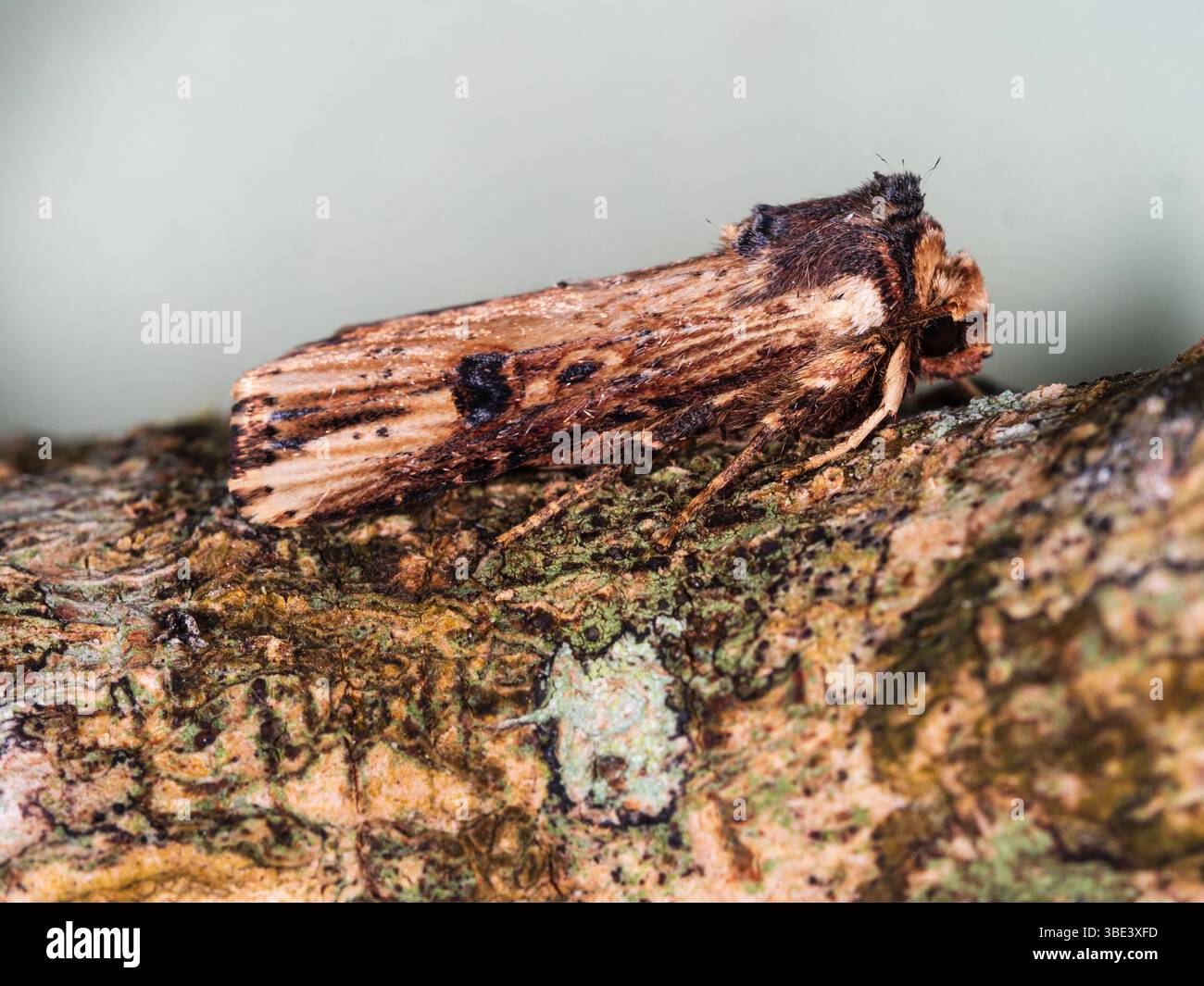 UK garden visiting Flame moth, Axylia putris, in resting pose Stock ...