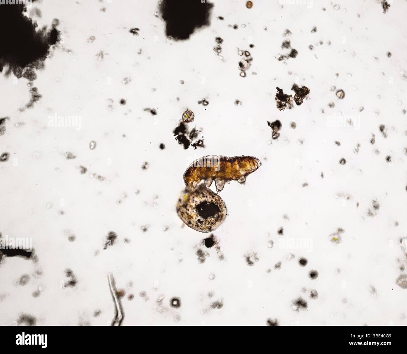 Tradgrade from a sample of moss water at x 10 magnification under a ...