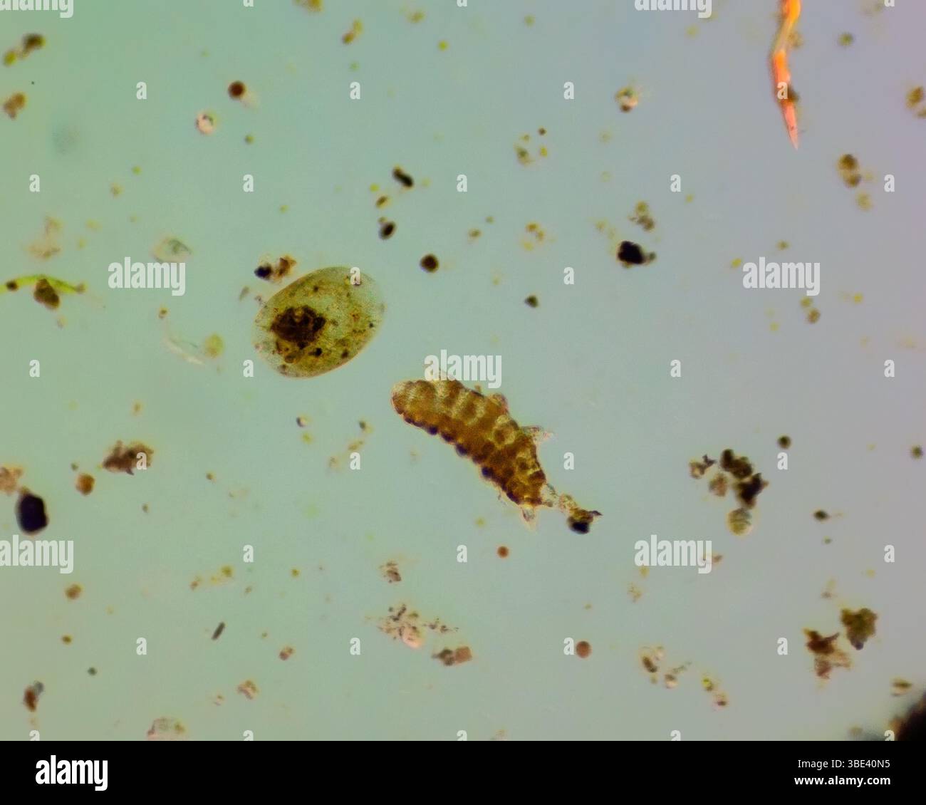 Moss piglet (tardigrade) hi-res stock photography and images - Alamy