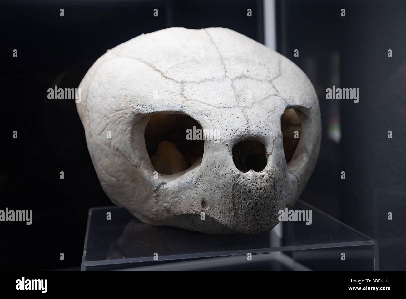 bones and skull of giant Galapagos tortoise.Sea turtle skull Stock ...