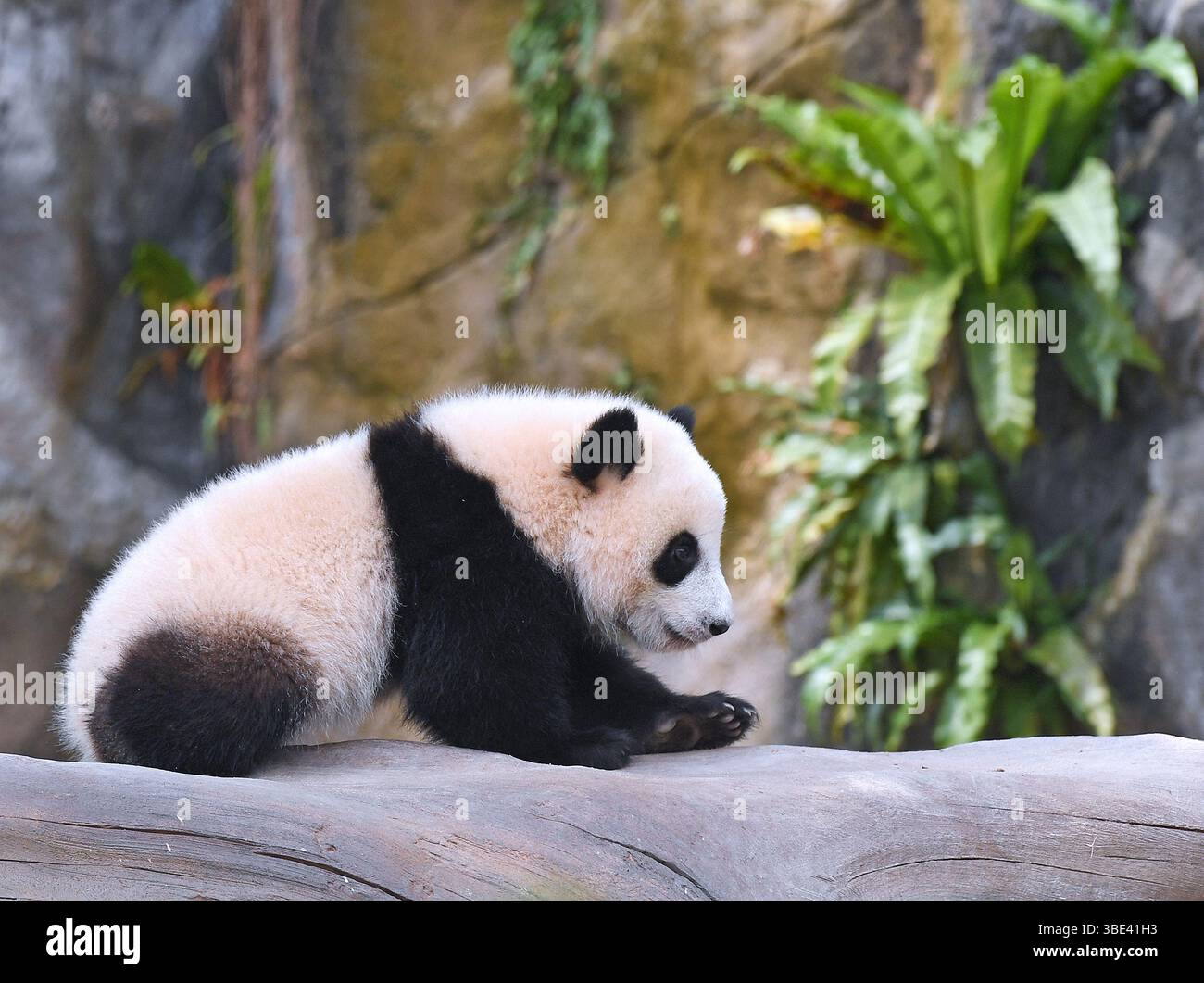 Hong Kong, China's Hong Kong. 27th May, 2025. The female giant panda ...