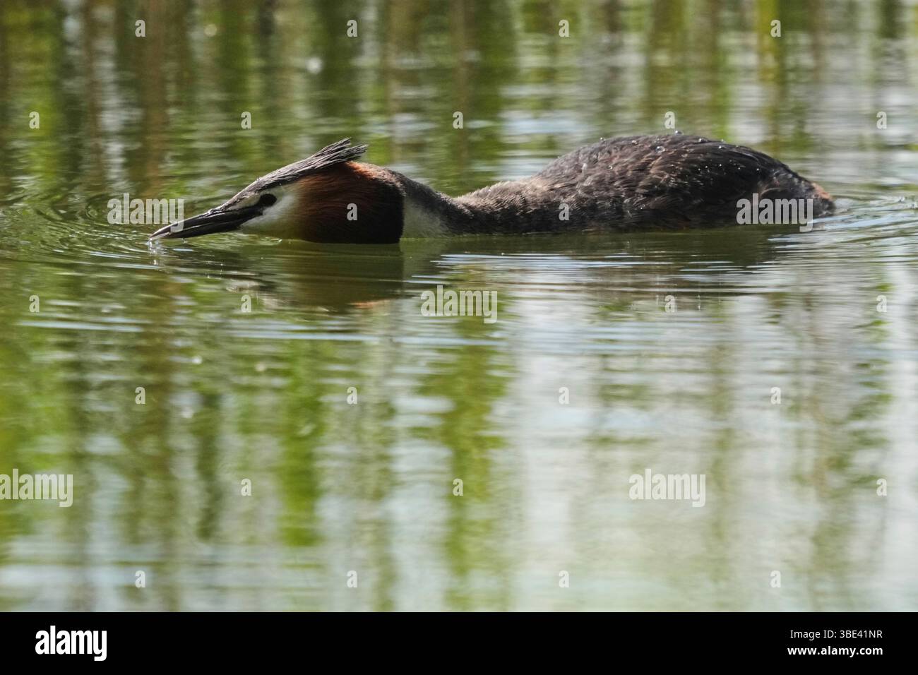 A great-crested grebe floats in a lake during a sunny day in Tallinn ...