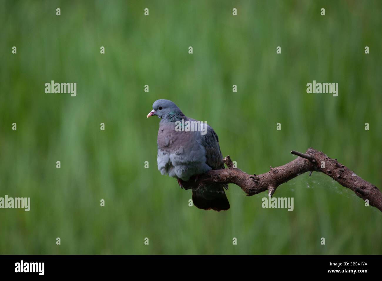 Stock Dove on branch in front of plain out of focus background (Columba ...
