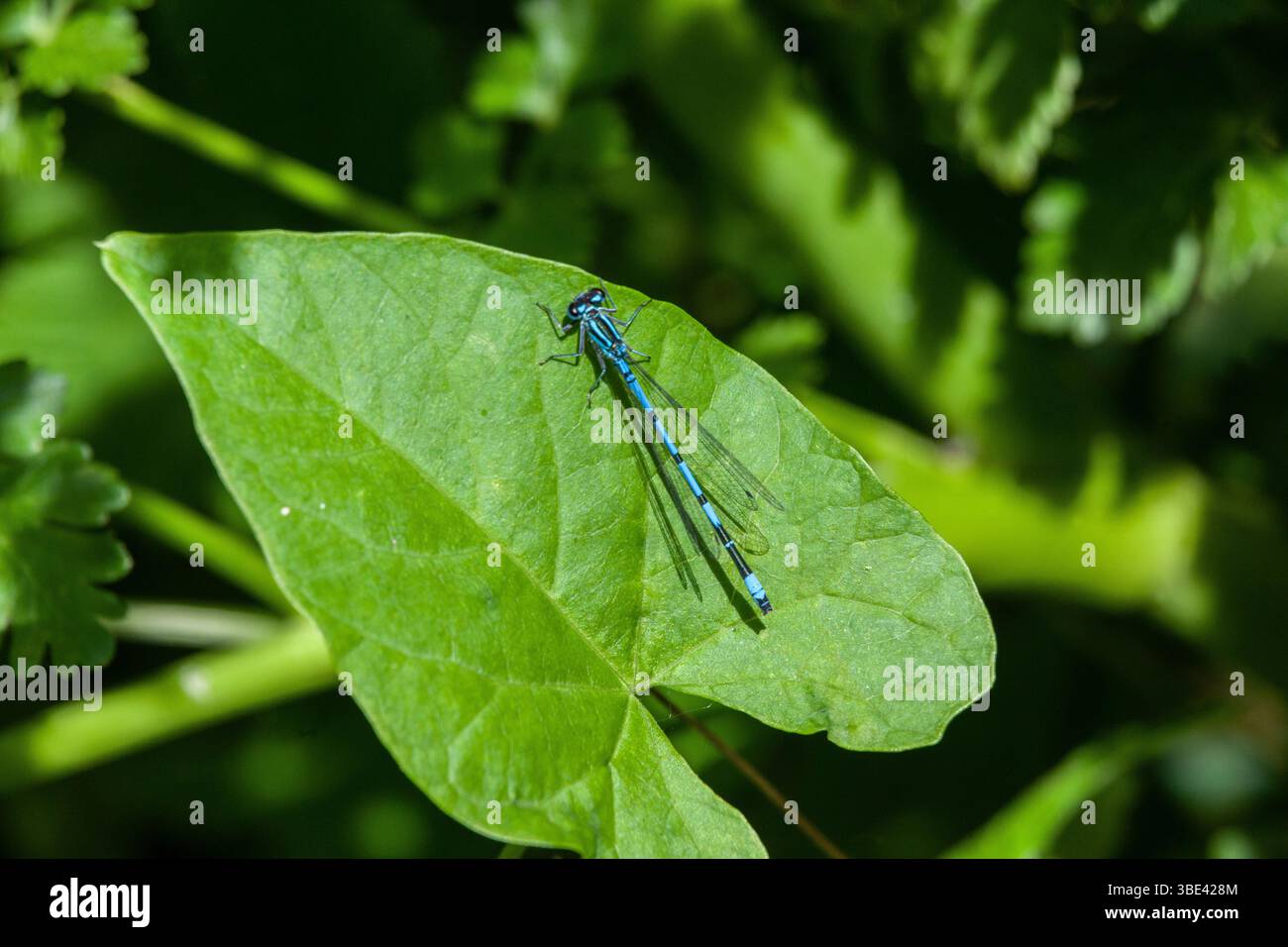 Male Azure Damselfly at rest on leaf (Coenagrion puella Stock Photo - Alamy