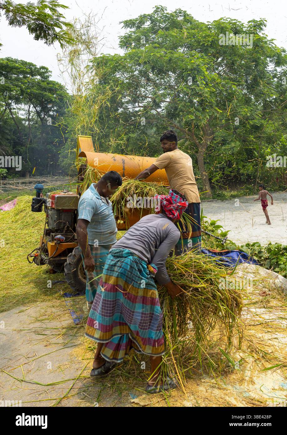 Bangladeshi people using a paddy treshing machine, Dhaka Division ...