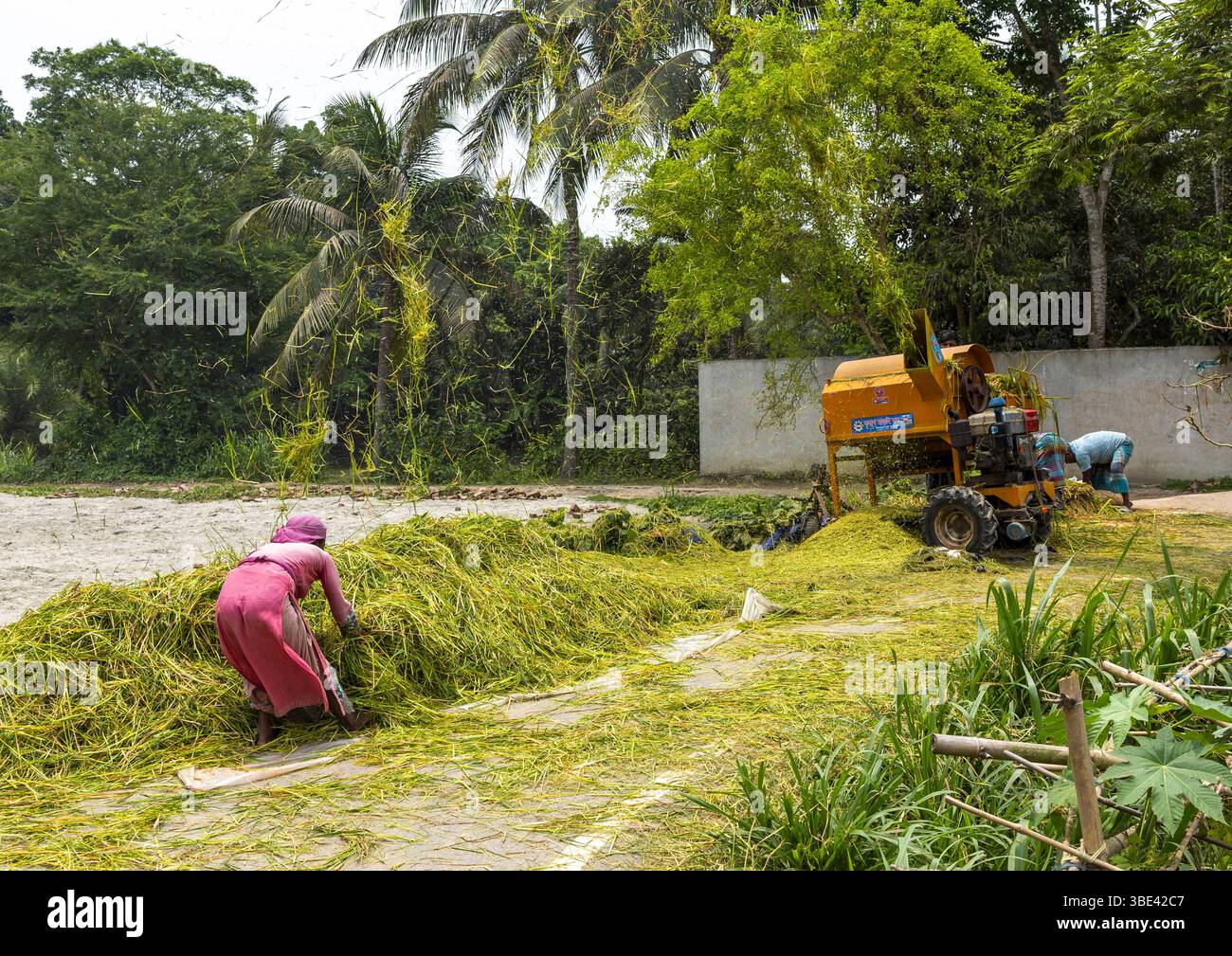 Bangladeshi people using a paddy treshing machine, Dhaka Division ...