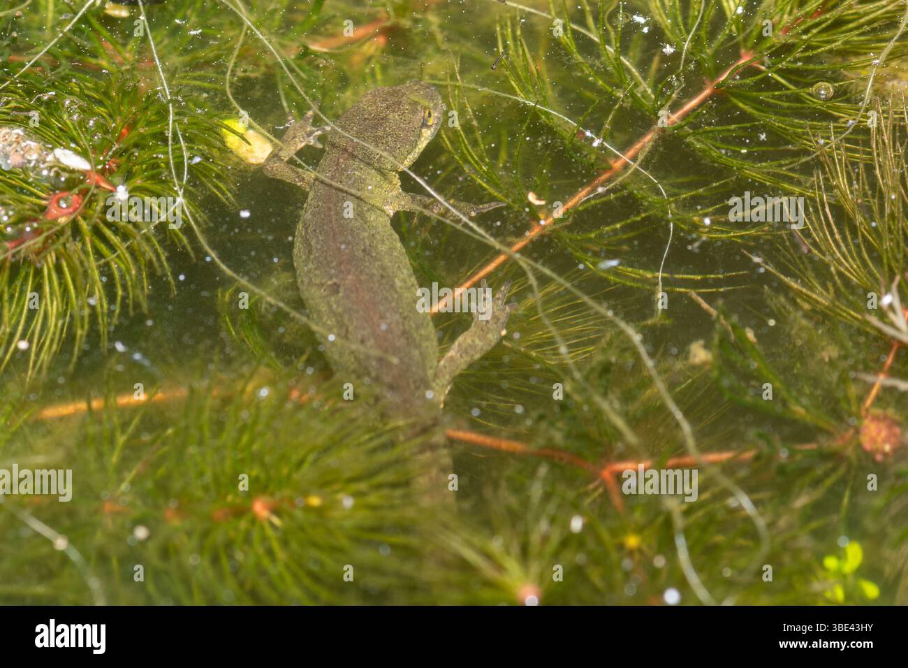 Common newt (Lissotriton vulgaris, also called smooth newt) in a garden ...
