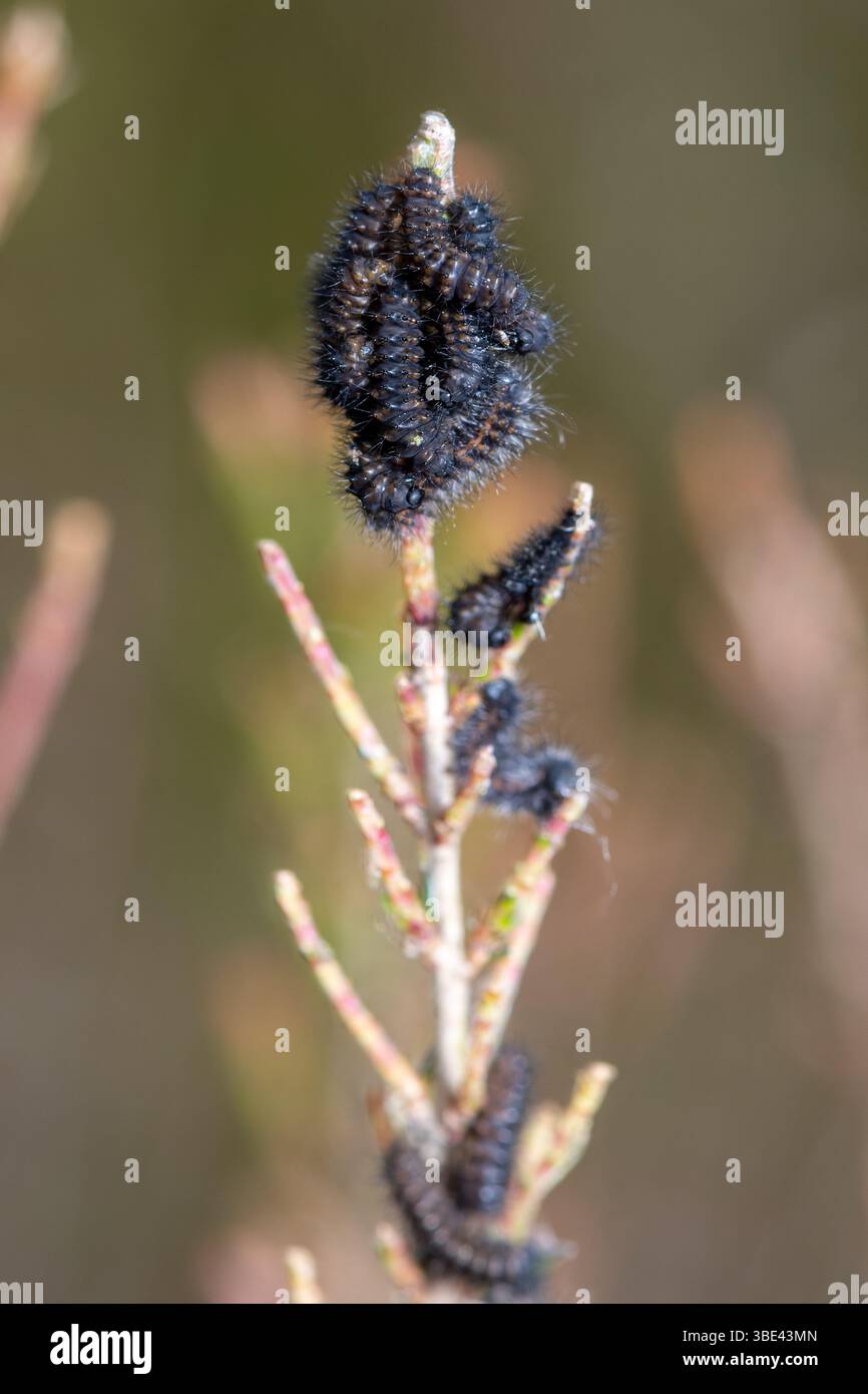 Emperor moth (Saturnia pavonia) young larvae or caterpillars on ling ...