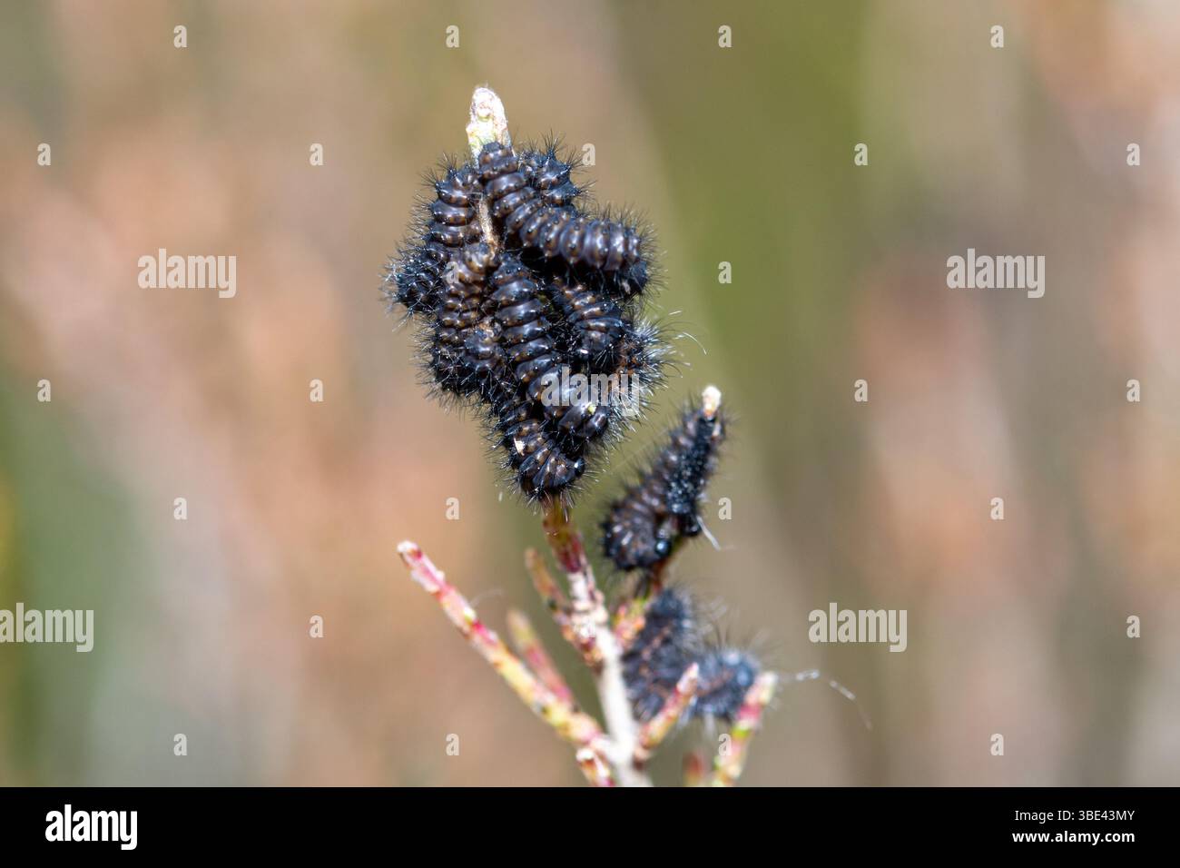 Emperor moth (Saturnia pavonia) young larvae or caterpillars on ling ...