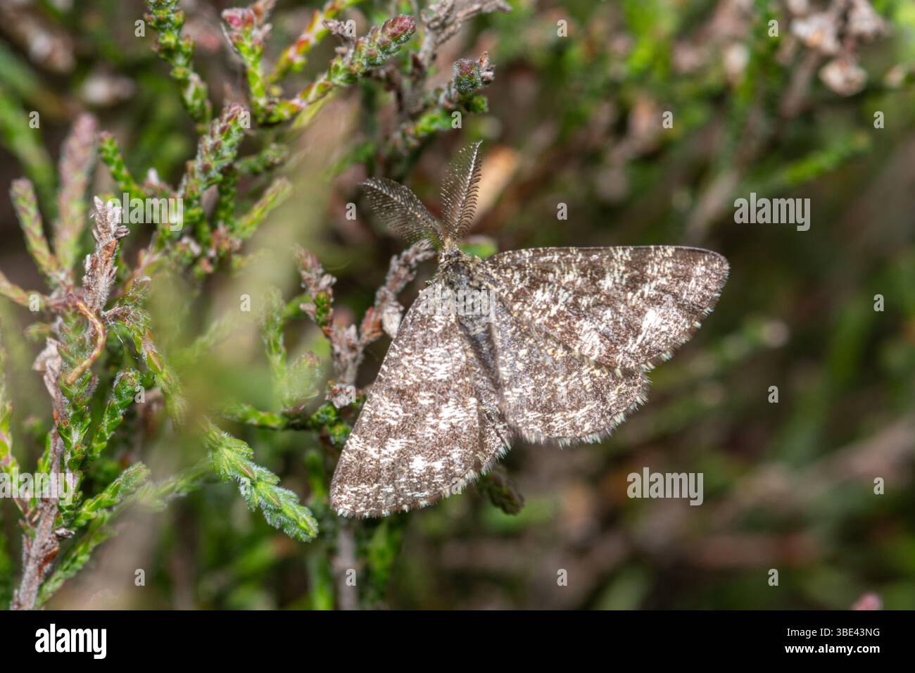 Male common heath moth (Ematurga atomaria) on heather in lowland heath ...