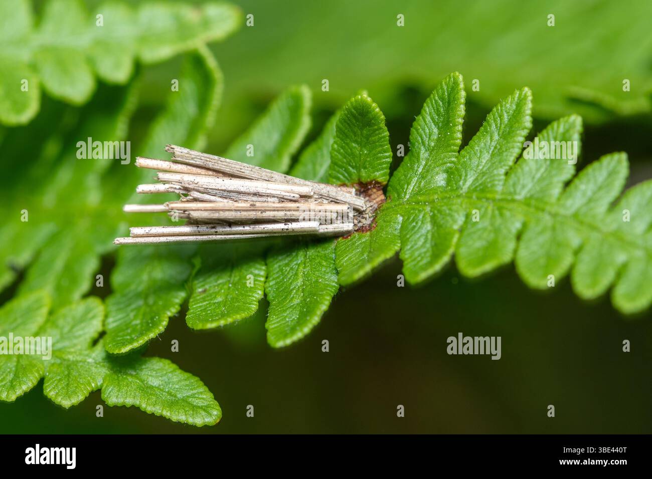 Case moth caterpillar hi-res stock photography and images - Alamy