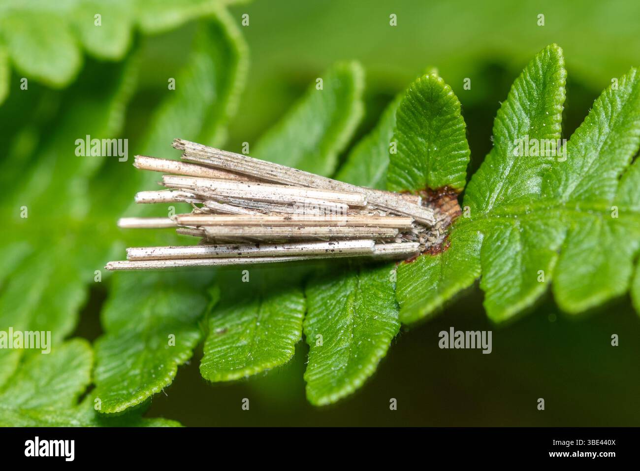 Case moth caterpillar hi-res stock photography and images - Alamy