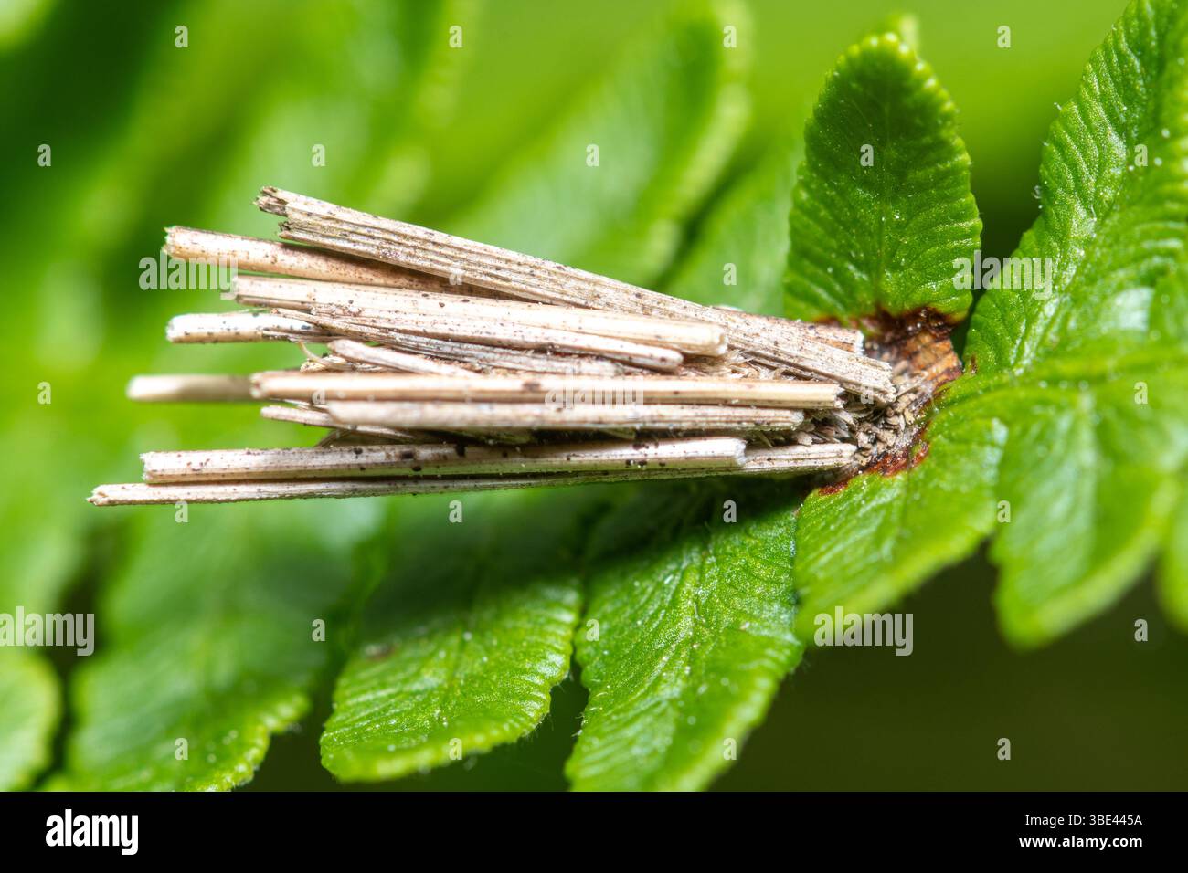 Case moth caterpillar hi-res stock photography and images - Alamy