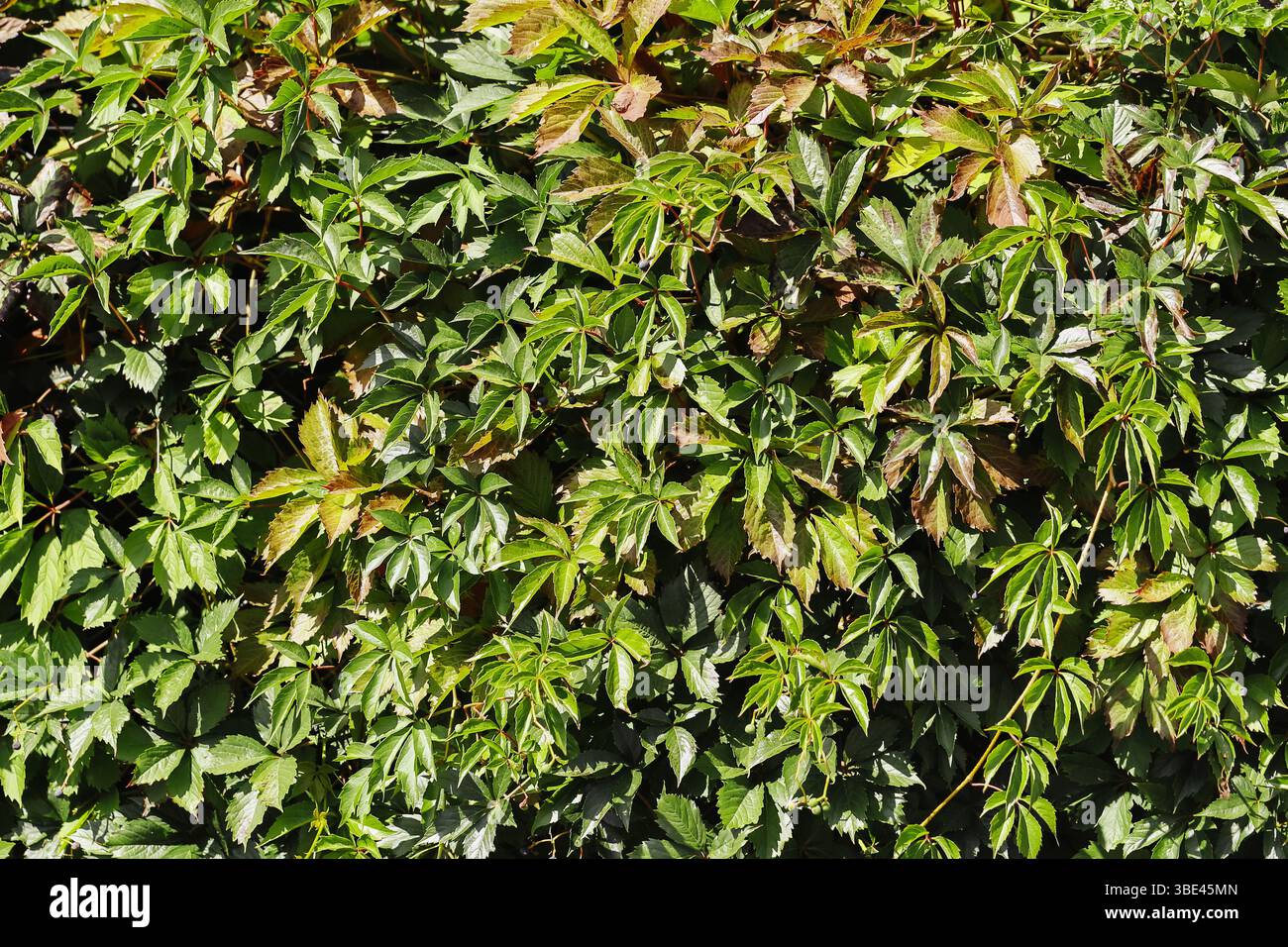Green climbing ivy wall. Natural plant background. Dense fresh foliage ...
