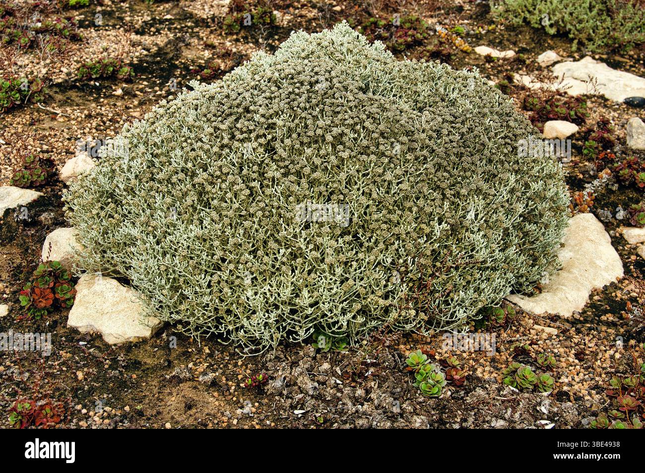 Leucophyta brownii or cushion bush, endemic to the southeastern coastal ...