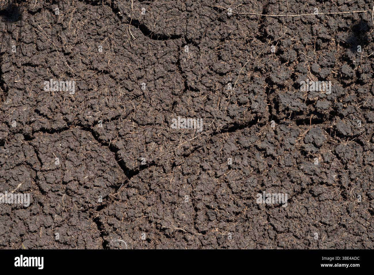 Dehydrated peat with dessication cracks in peat bog, Moel Gornach ...