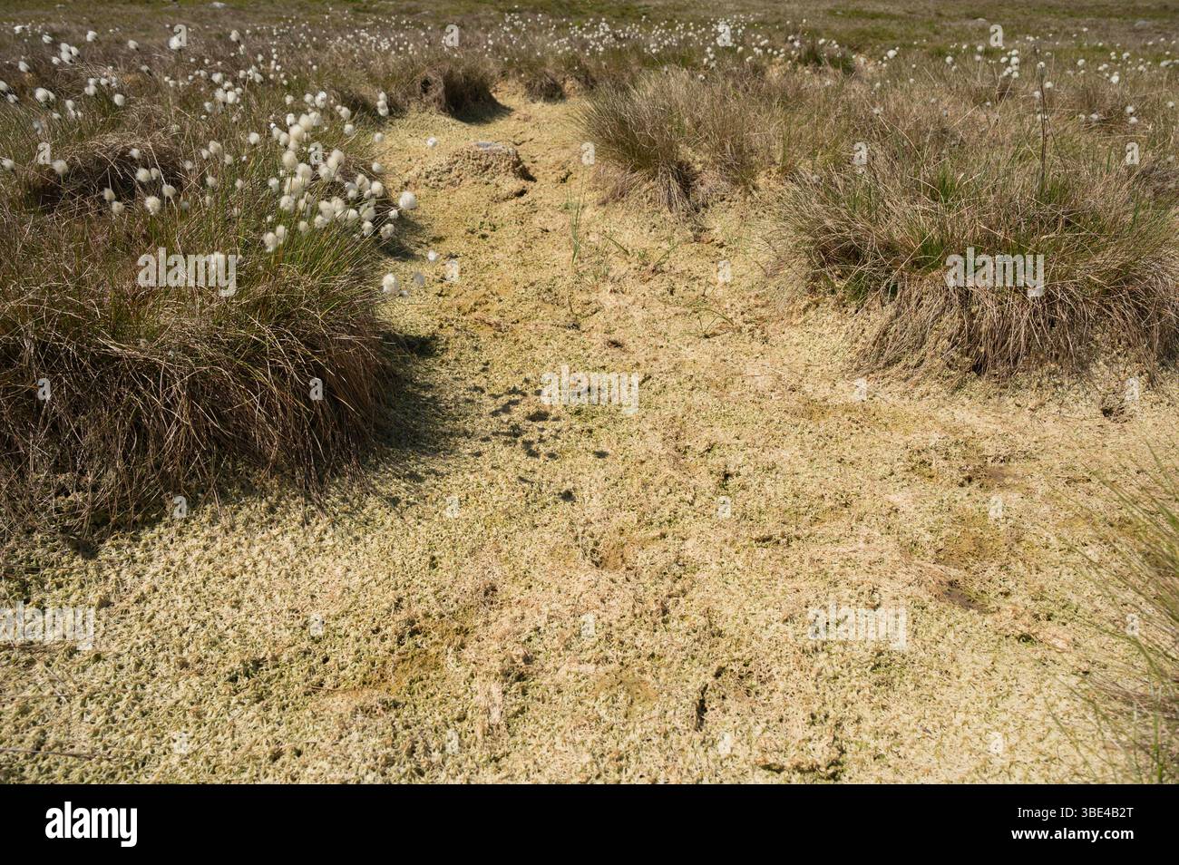Upland ecosystem hi-res stock photography and images - Alamy