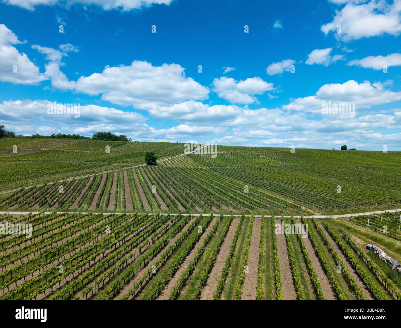 erial view of lush green vineyards in summer sunlight, showing neat ...