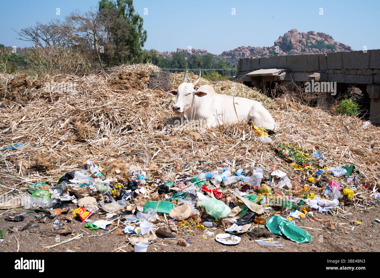 Zubu bull, humped cattle, Bos indicus sitting on a garbage dump in ...