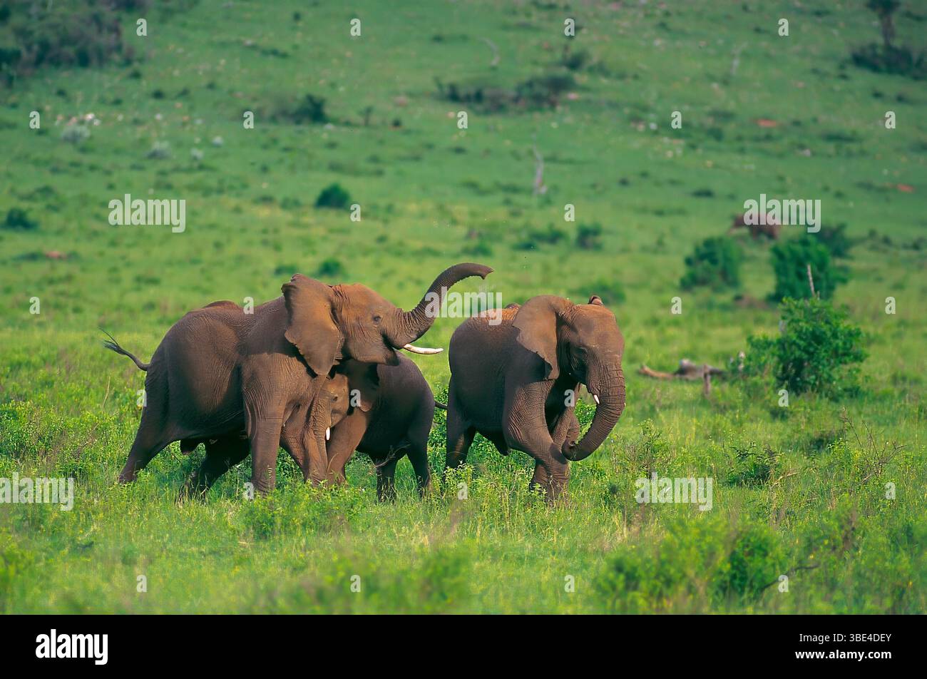 A group of juvenile elephants playing Photographed in Kenya Stock Photo ...