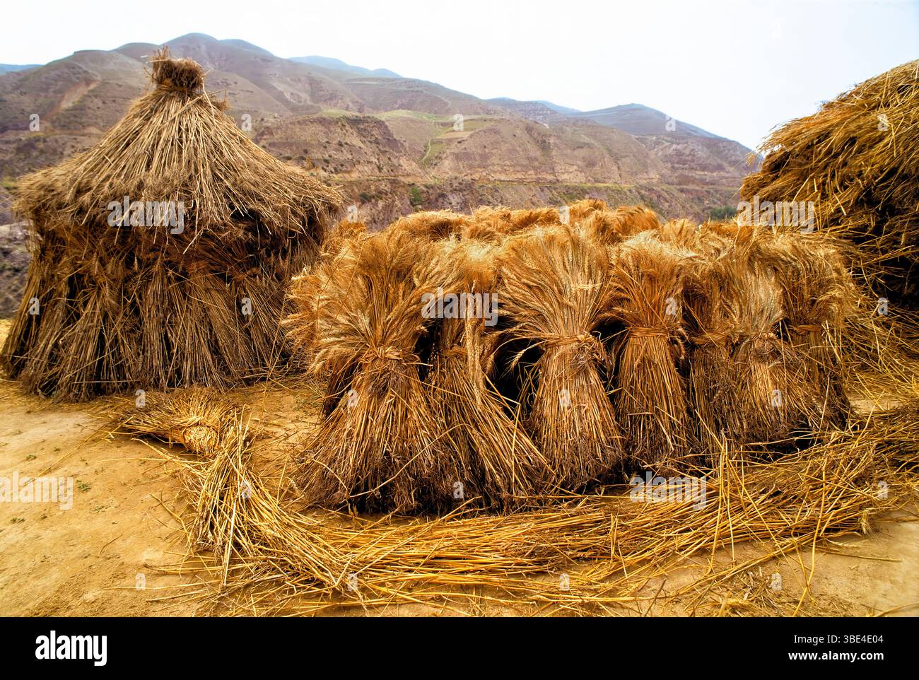 Wheat fields in desert hi-res stock photography and images - Alamy