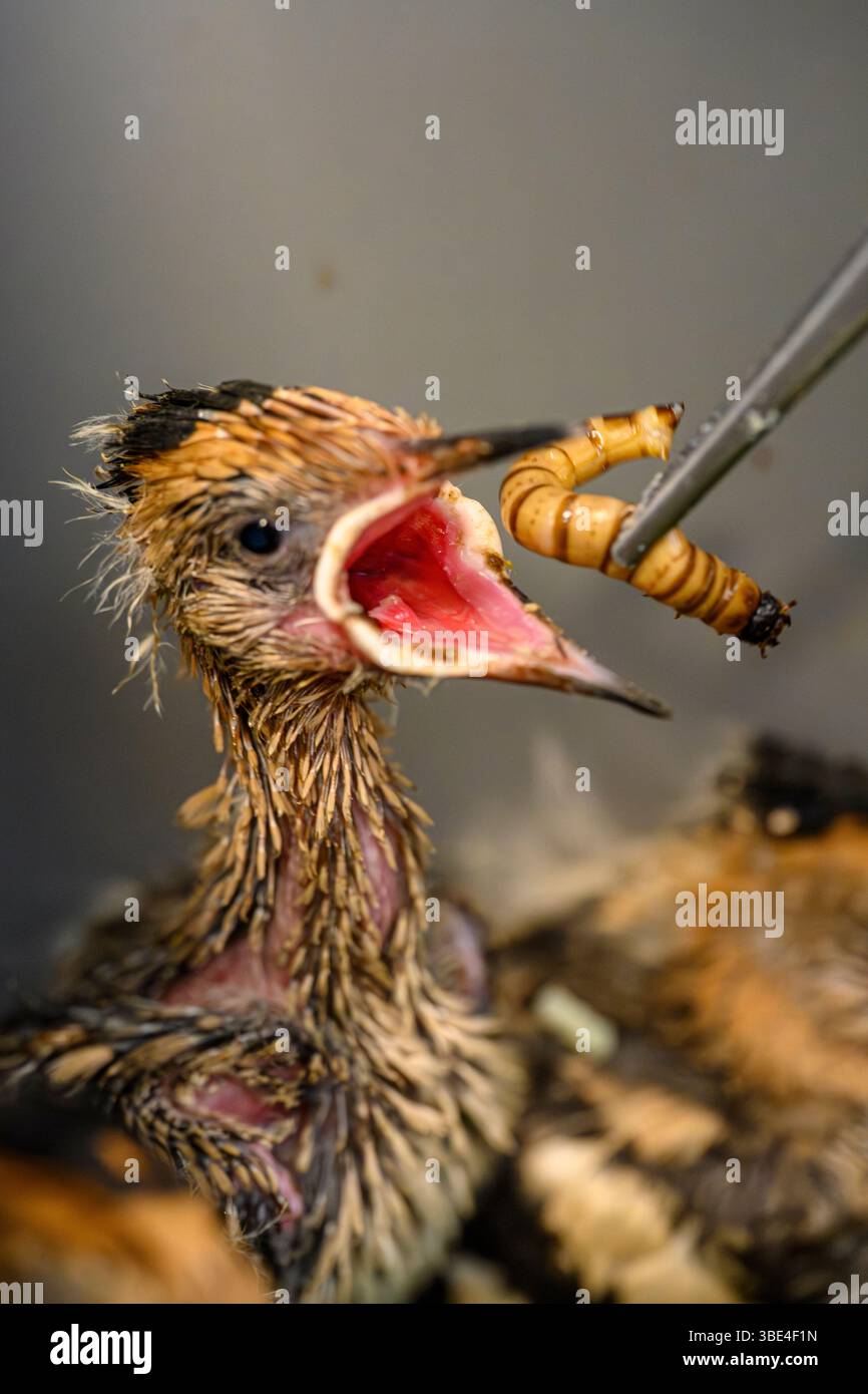 hospital staff are caring and feeding a brood of orphaned Eurasian ...