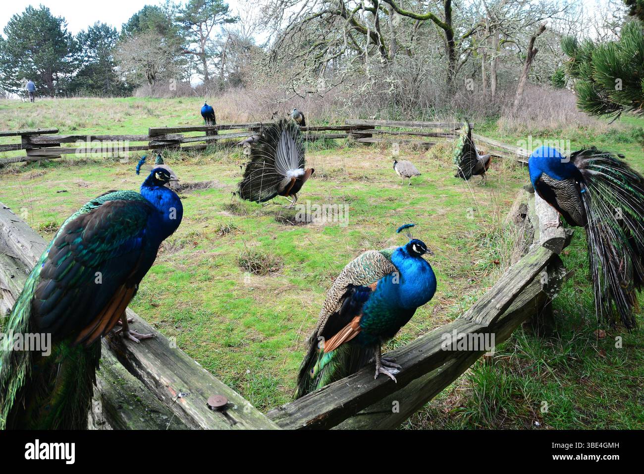 Peacocks sitting on a fence n Beacon Hill park in Victoria BC, Canada ...
