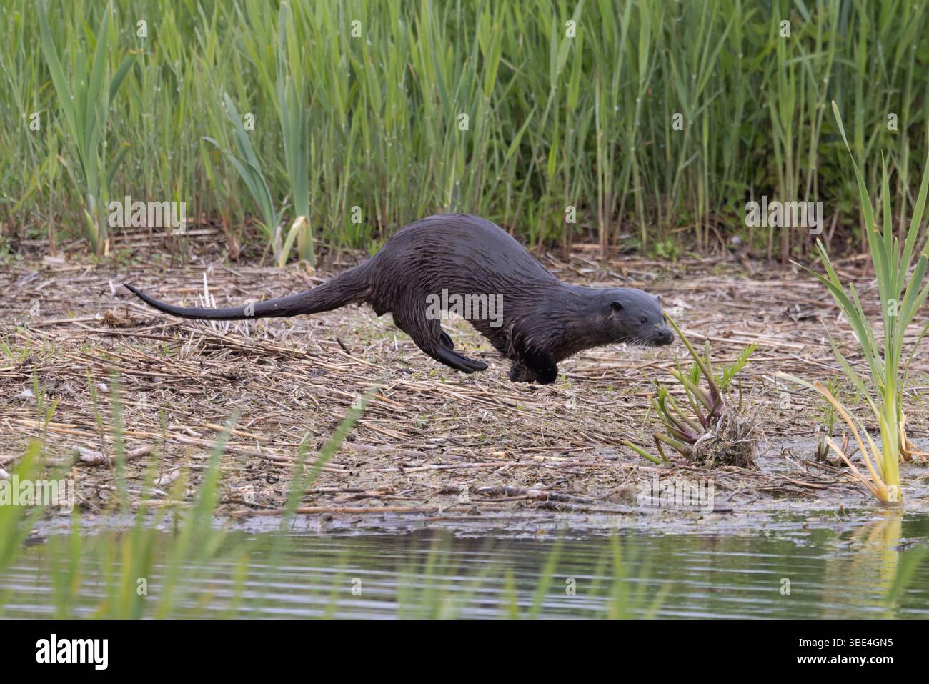 Common Otter (Lutra lutra) Norfolk May 2025 Stock Photo - Alamy